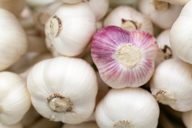 How to Grow Garlic - A Complete Guide for Beginners